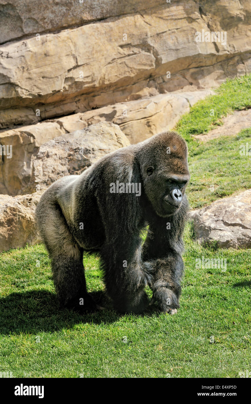 Big male gorilla on the nature Stock Photo - Alamy