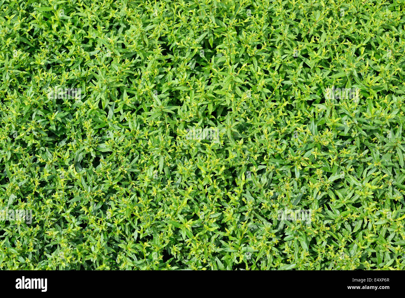 Green plants for the garden Stock Photo - Alamy
