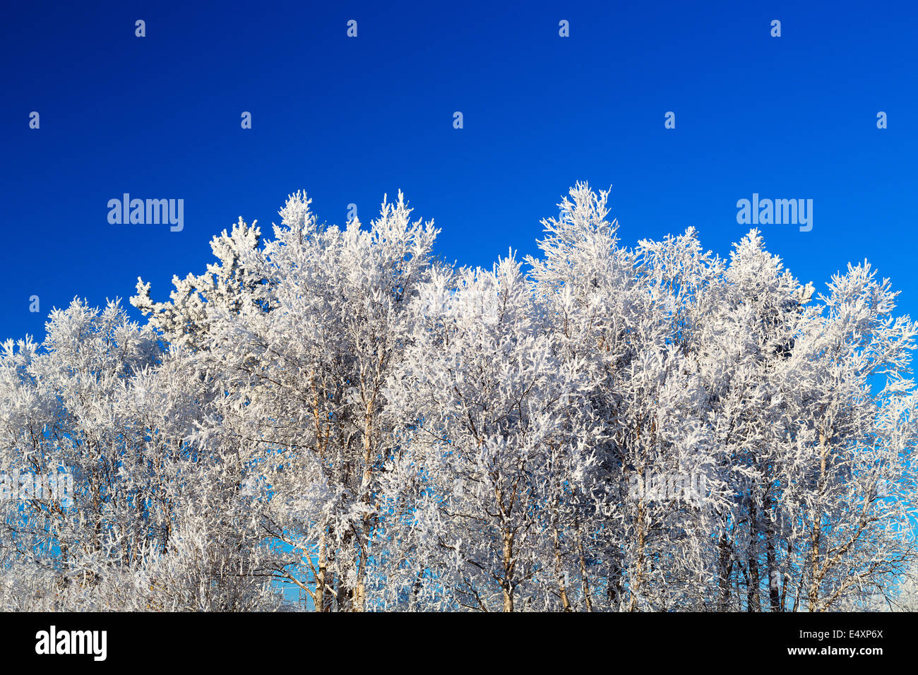 Trees in hoarfrost Stock Photo - Alamy
