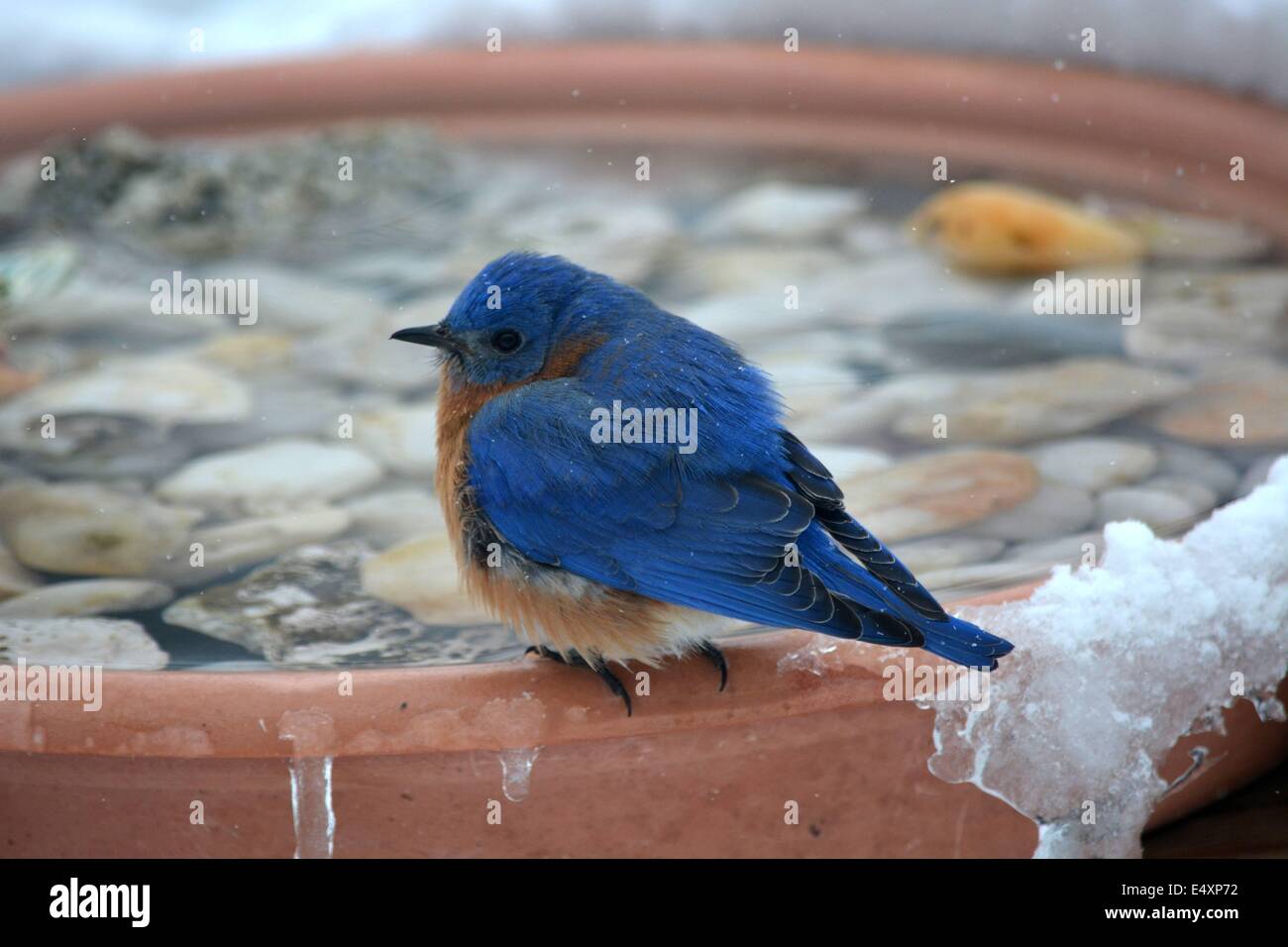 bird male eastern bluebird in winter Stock Photo - Alamy
