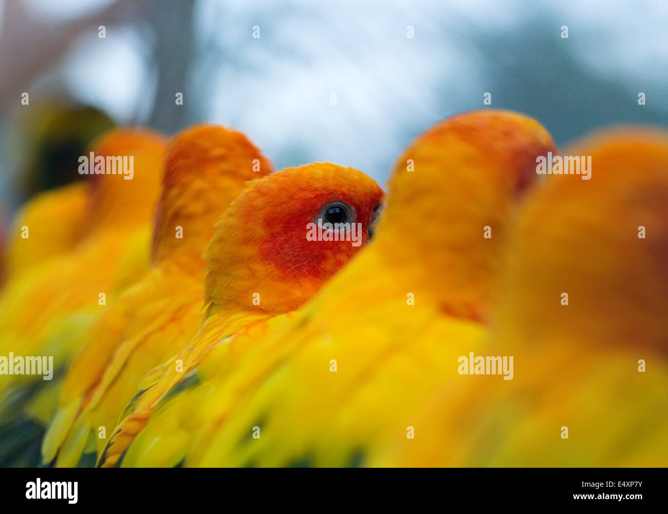 parrot in a zoo Stock Photo - Alamy