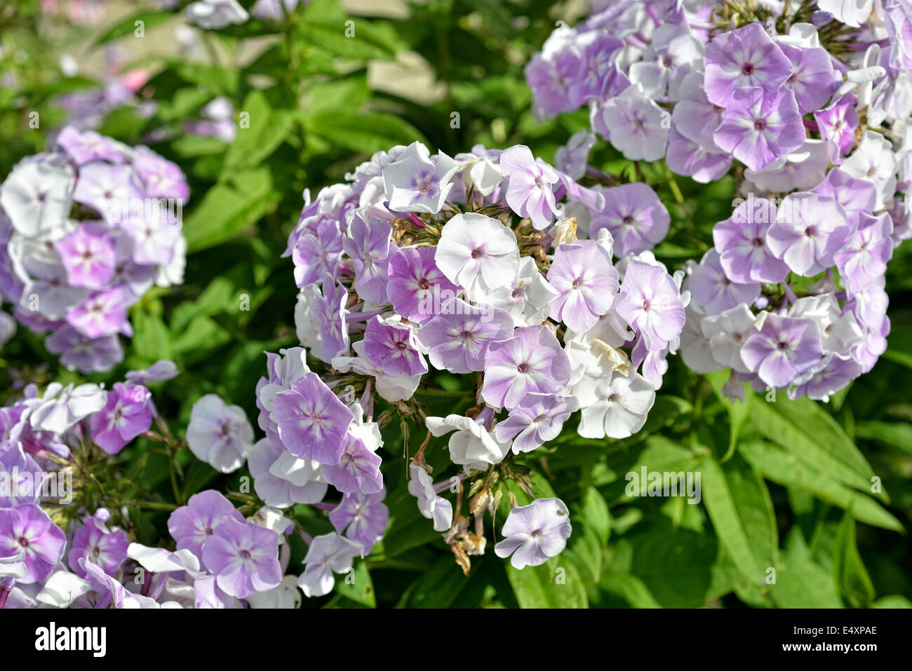 Garden phlox flowers blooming hi-res stock photography and images - Alamy
