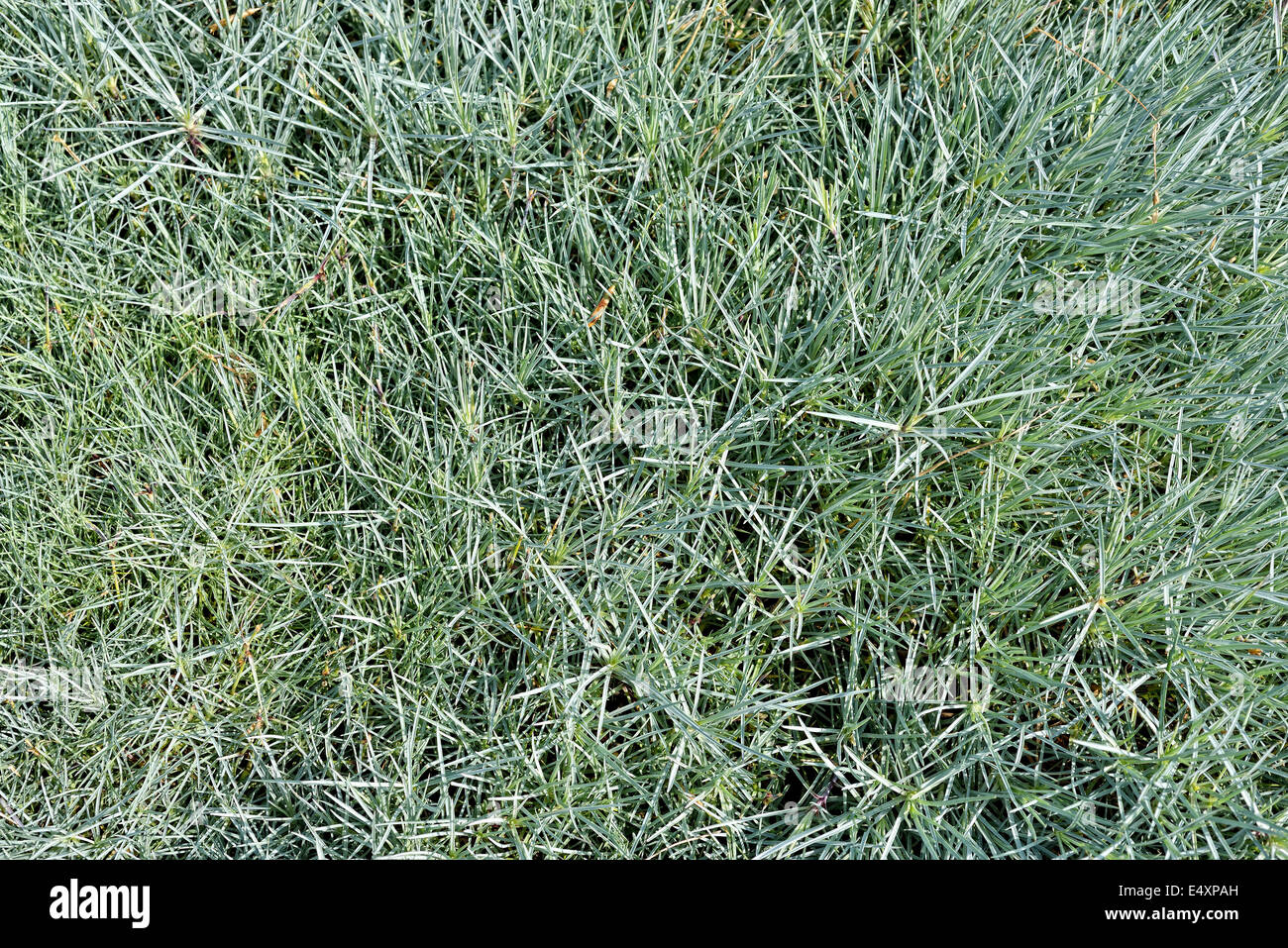 Green plants for the garden Stock Photo - Alamy