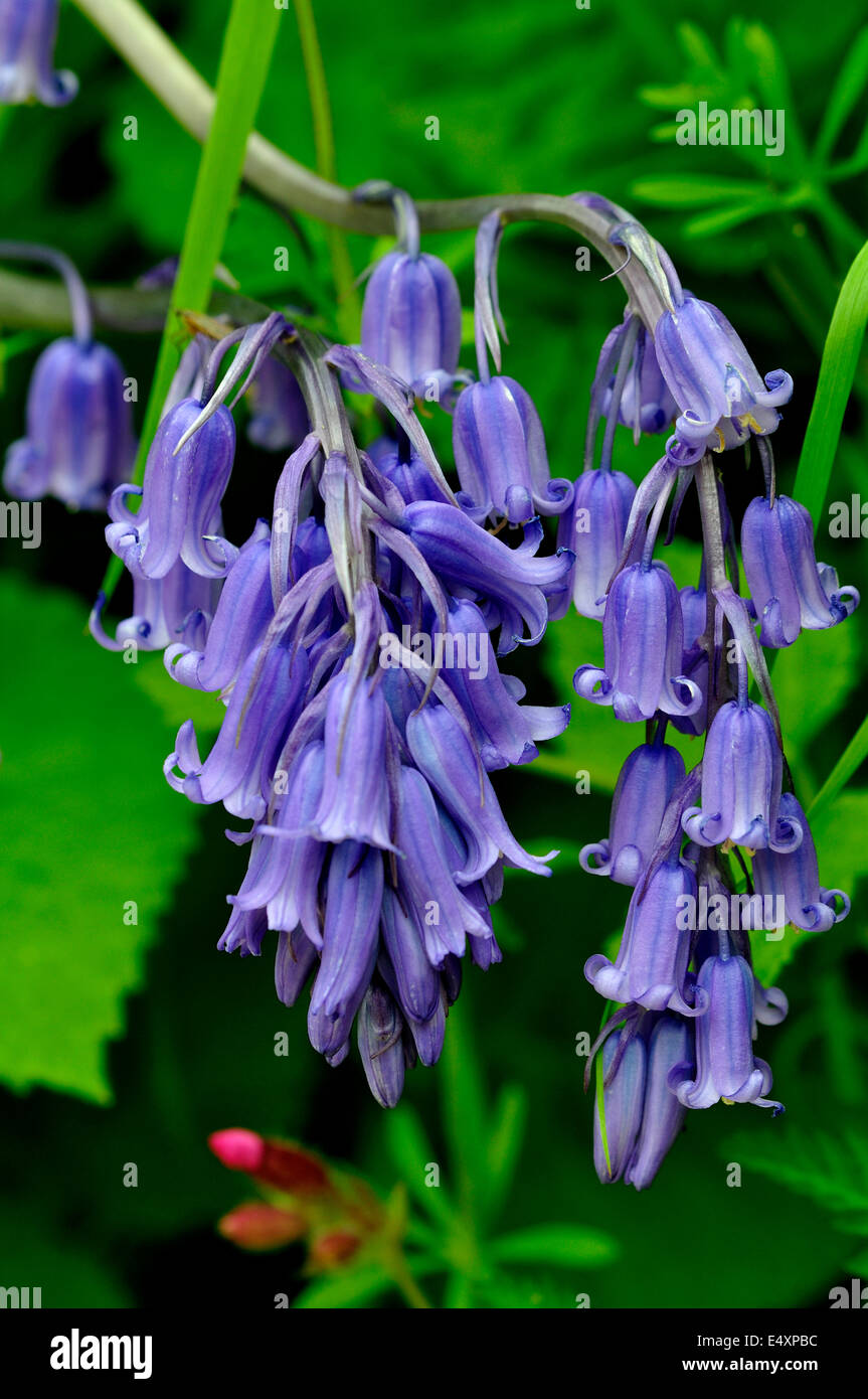 Beautiful bluebells UK Stock Photo - Alamy