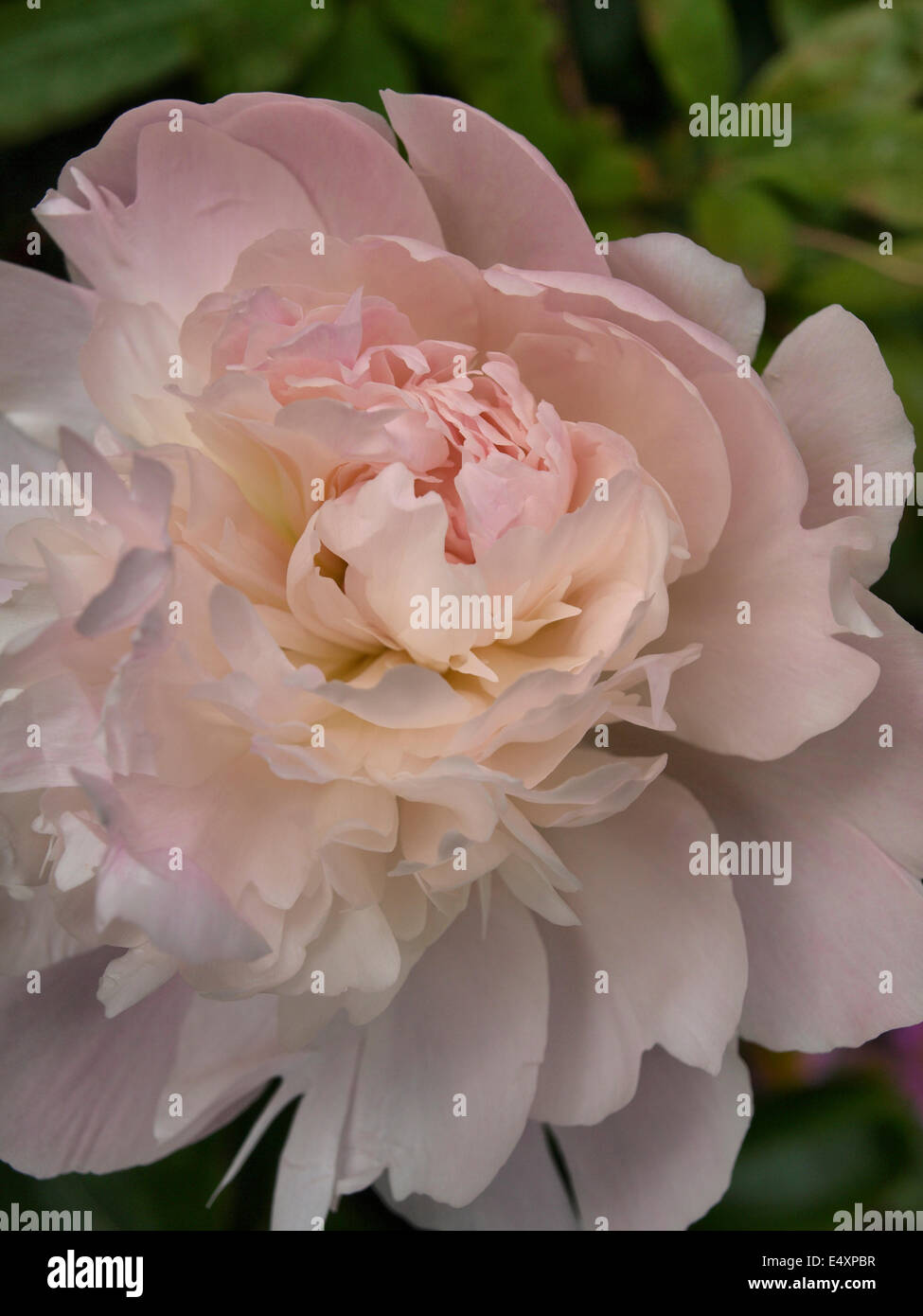 Delicate peony flower hi-res stock photography and images - Alamy