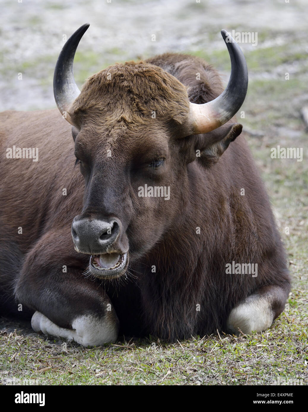 Indian wild gaur hi-res stock photography and images - Alamy
