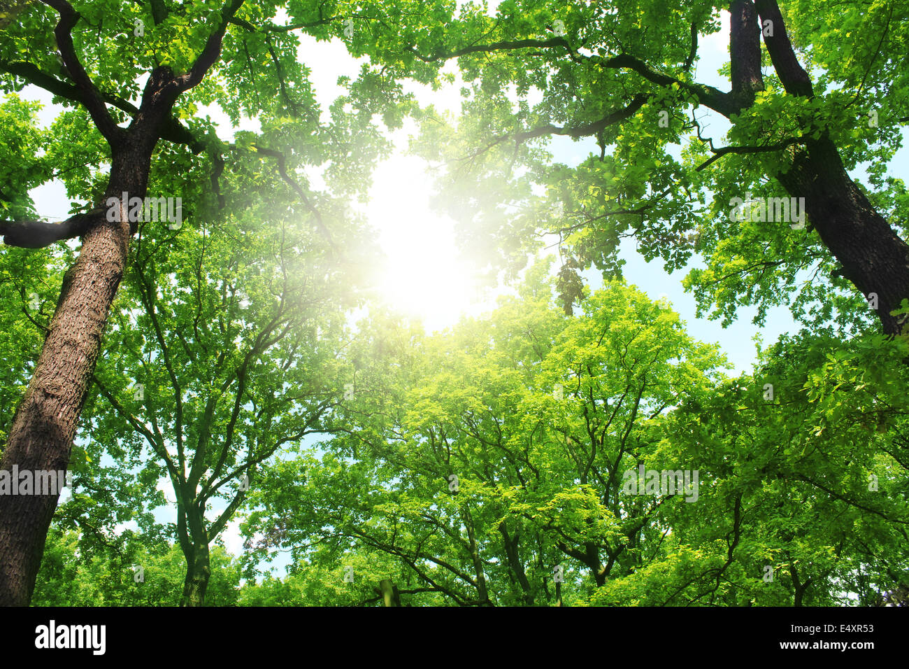 trees in a summer forest under bridht sun Stock Photo - Alamy