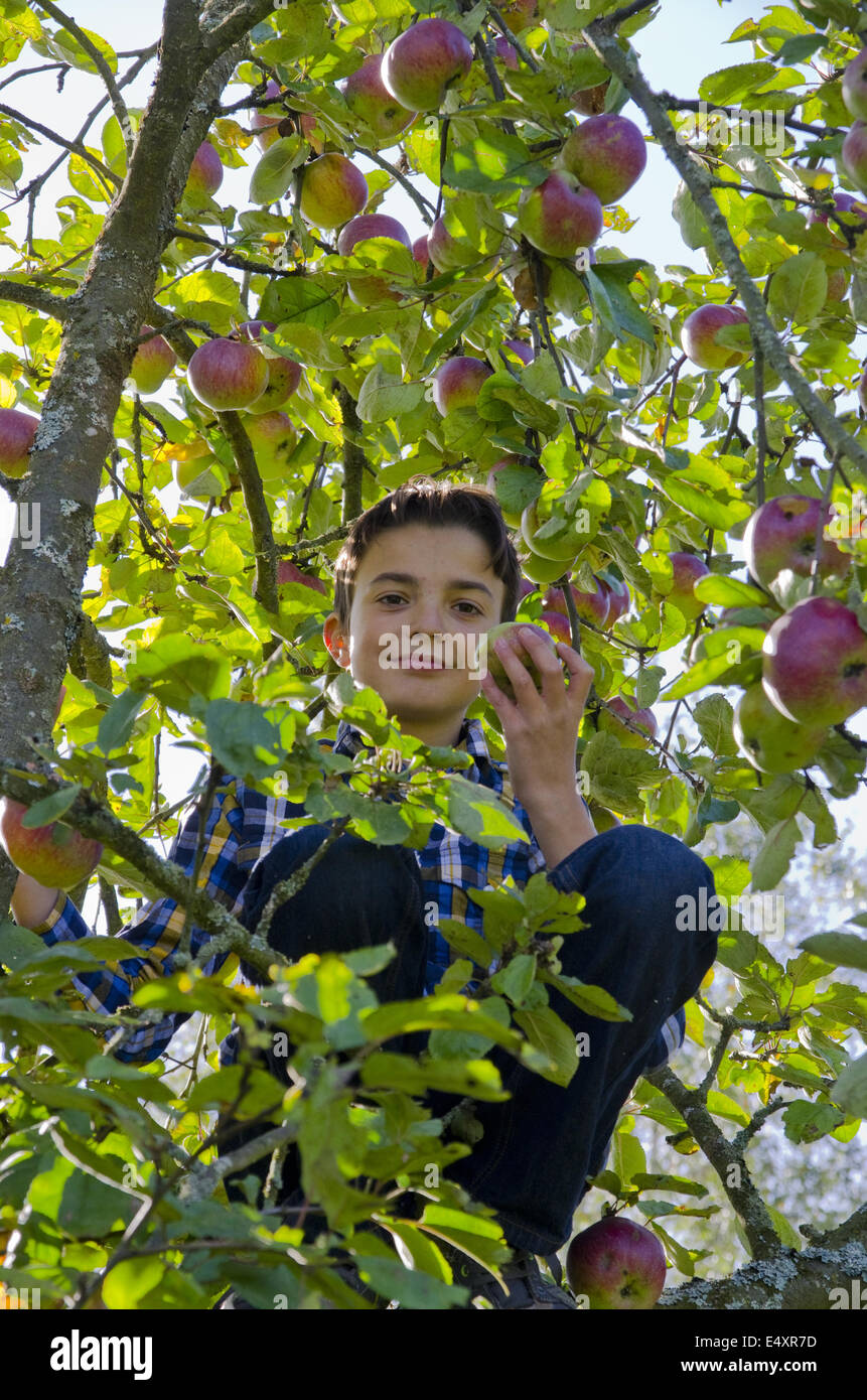 Apple Tree Stock Photo - Alamy