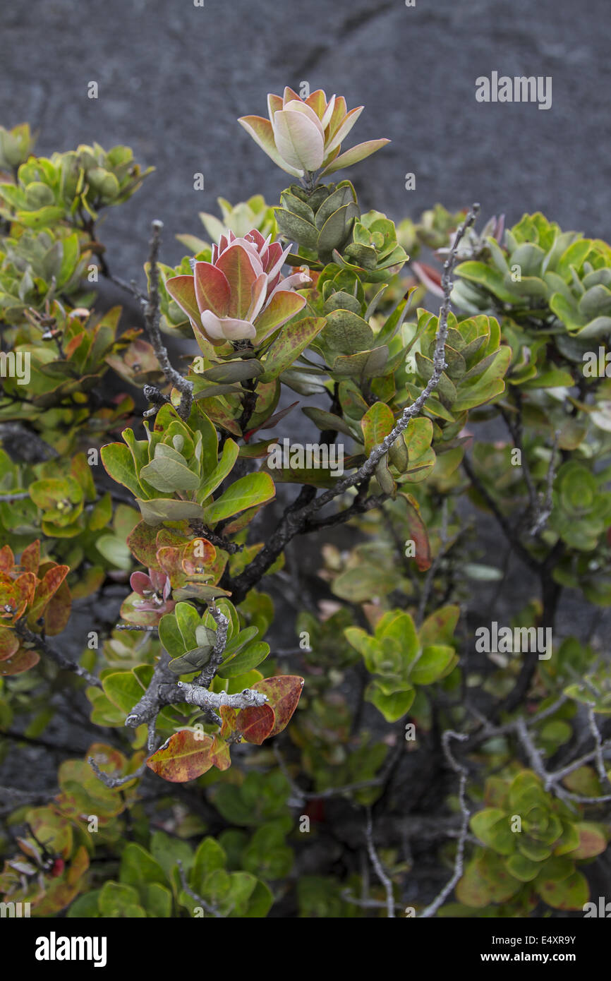 Ohia lehua tree hi-res stock photography and images - Alamy