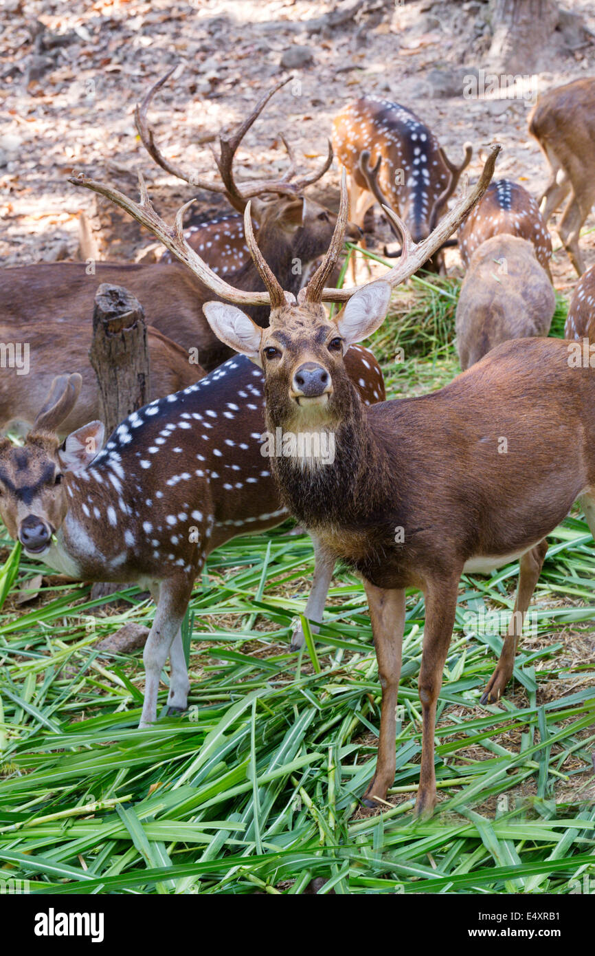 deer in zoo Stock Photo - Alamy