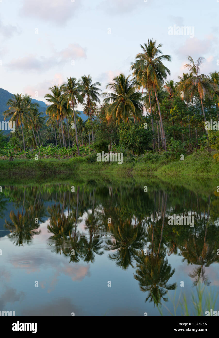 reflection of palm trees on the river Stock Photo - Alamy