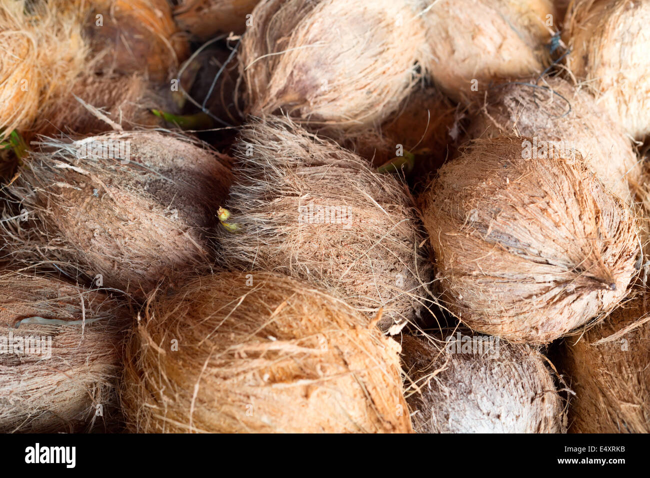 Large coconuts hi-res stock photography and images - Alamy