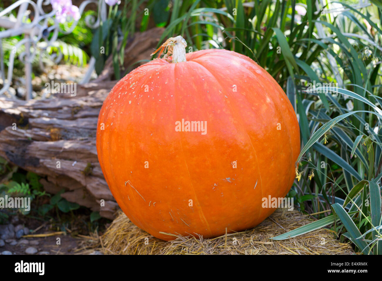 large ripe pumpkin Stock Photo - Alamy