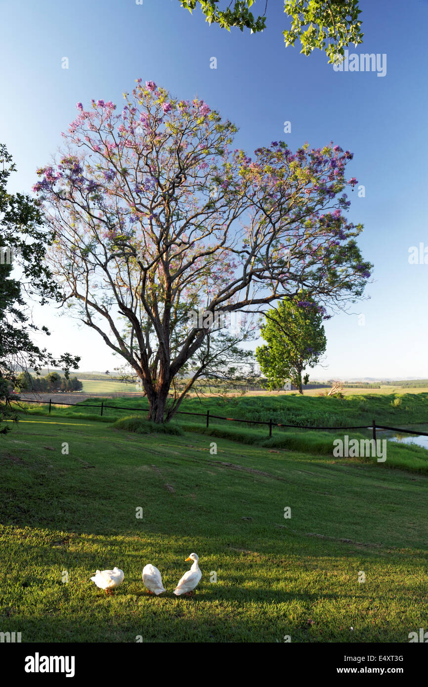 Ducks foraging in a rural landscape Stock Photo - Alamy
