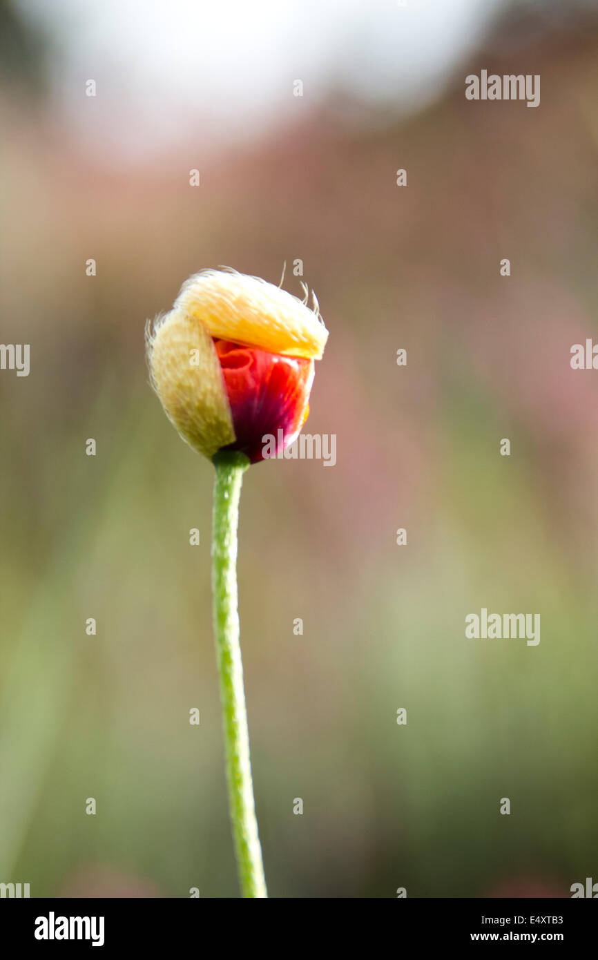 Poppy on the Great walk of Saint James, Jakobsweg, Camino de Santiago ...