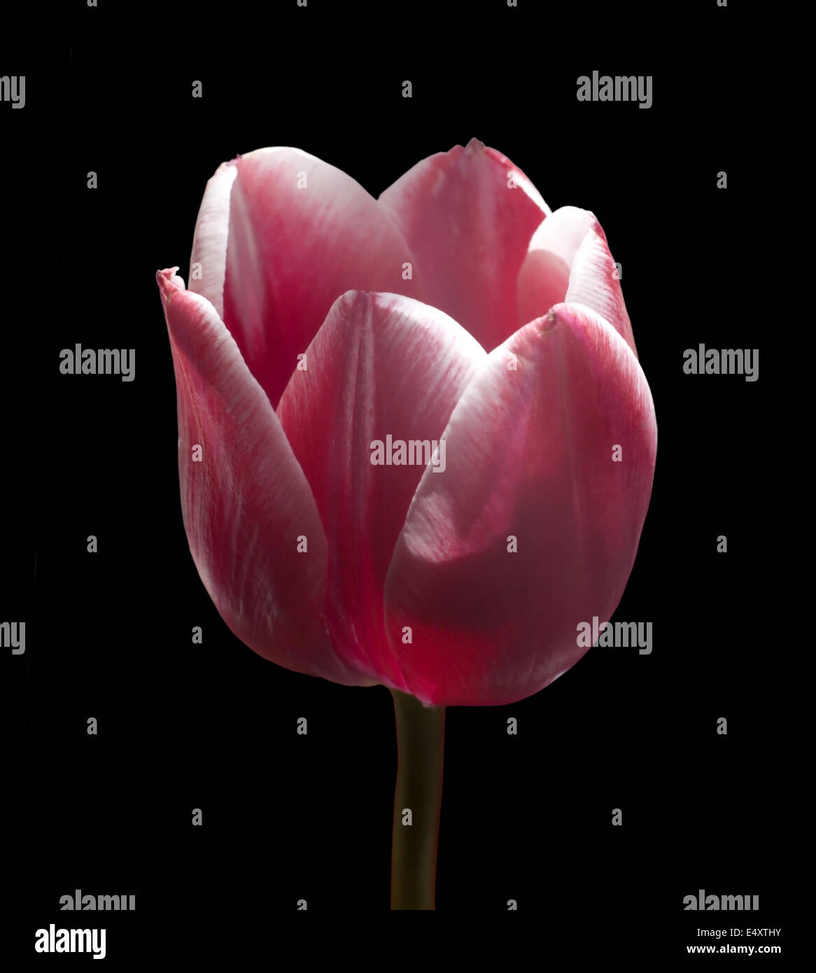 Tulip isolation individual hi-res stock photography and images - Alamy