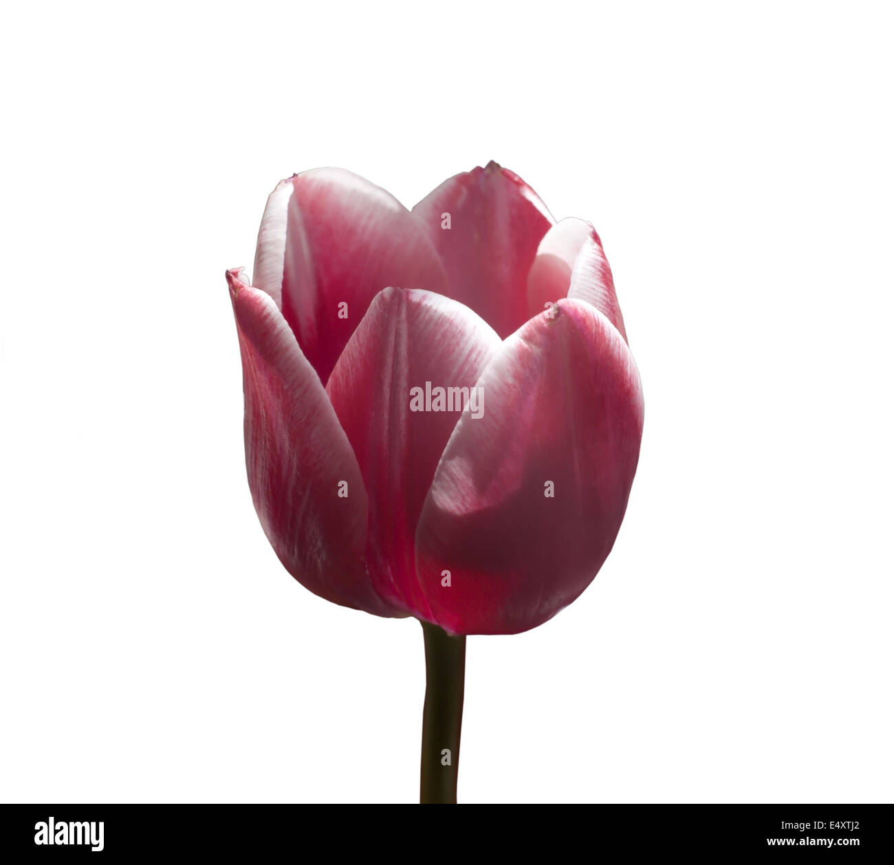 Tulip isolation individual hi-res stock photography and images - Alamy