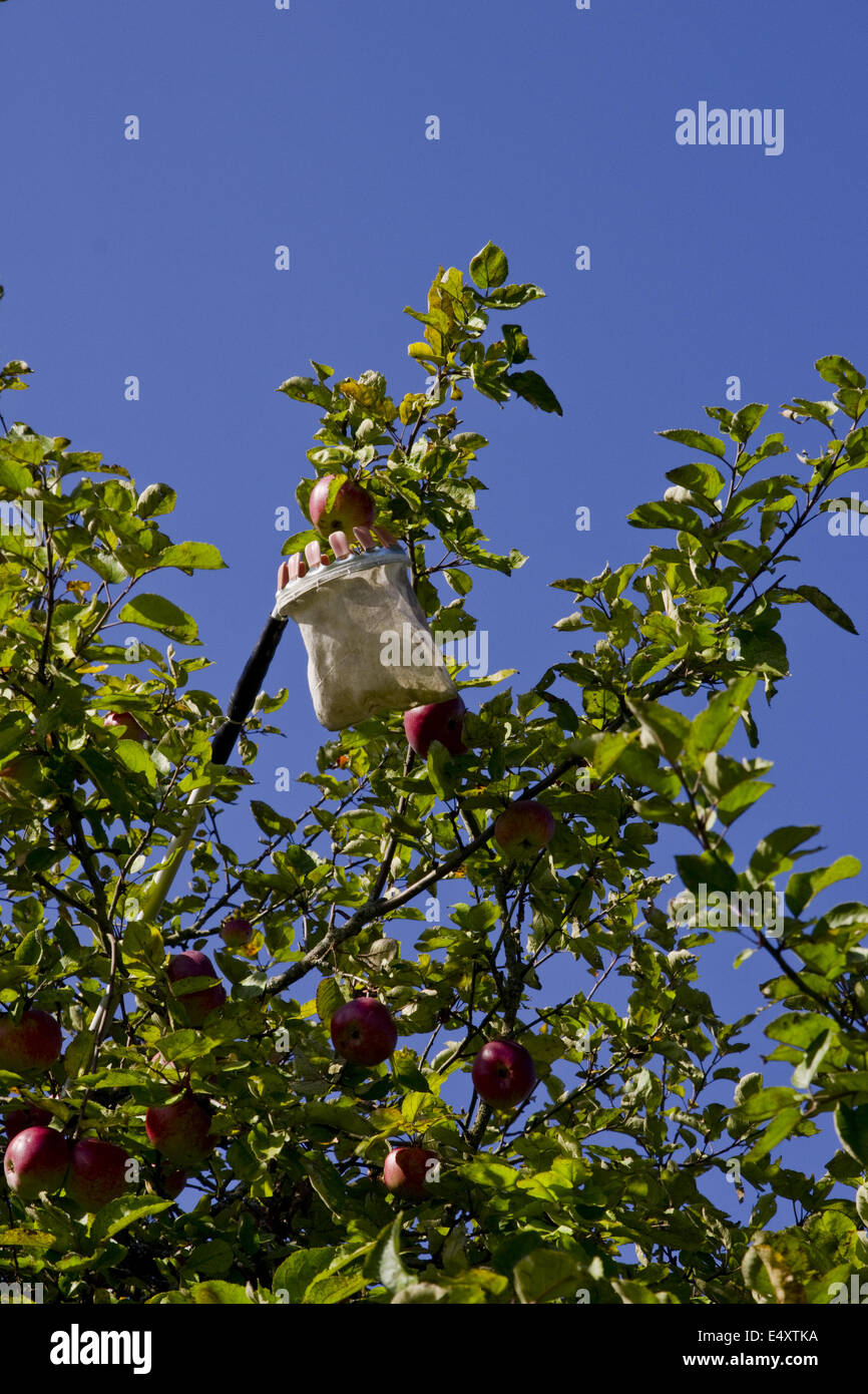 Hand grip apple hi-res stock photography and images - Alamy