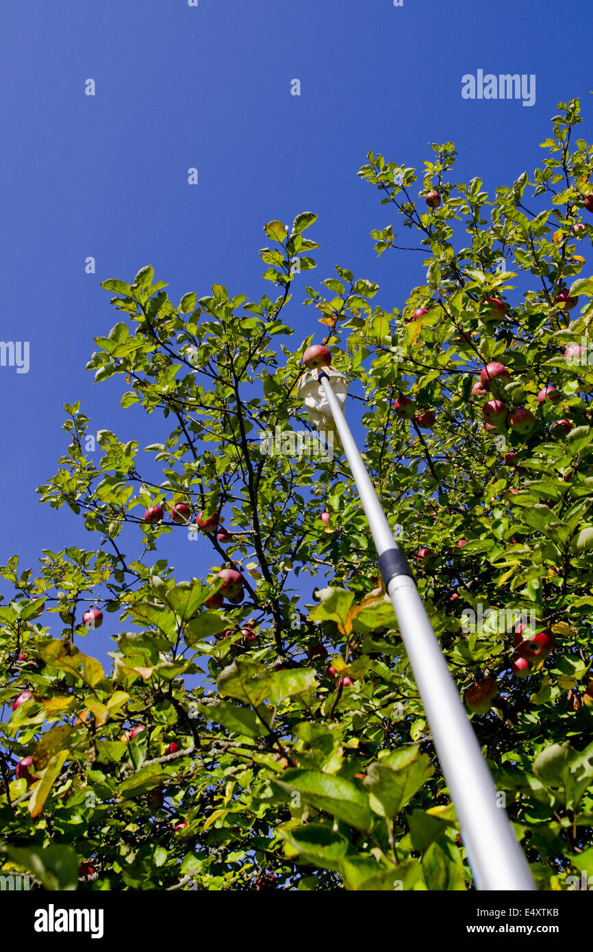 Grip tree hi-res stock photography and images - Alamy