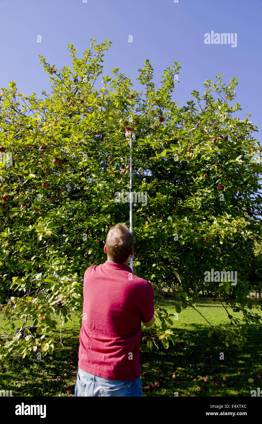Grip tree hi-res stock photography and images - Alamy