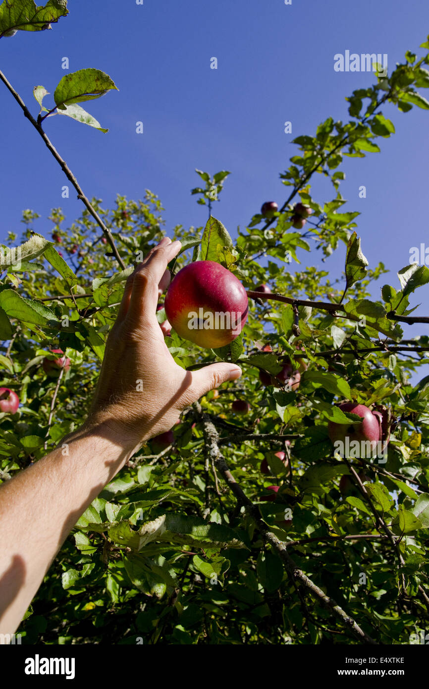 Hand grip apple hi-res stock photography and images - Alamy