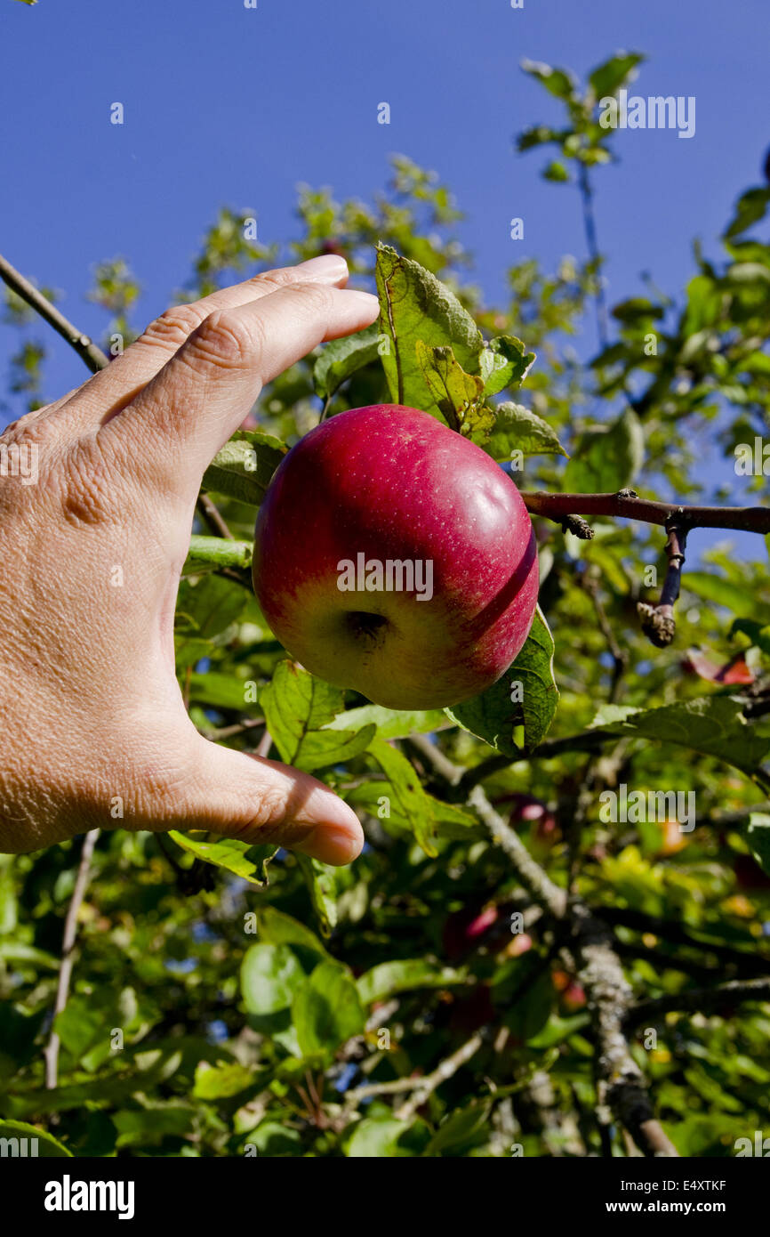 Hand grip apple hi-res stock photography and images - Alamy