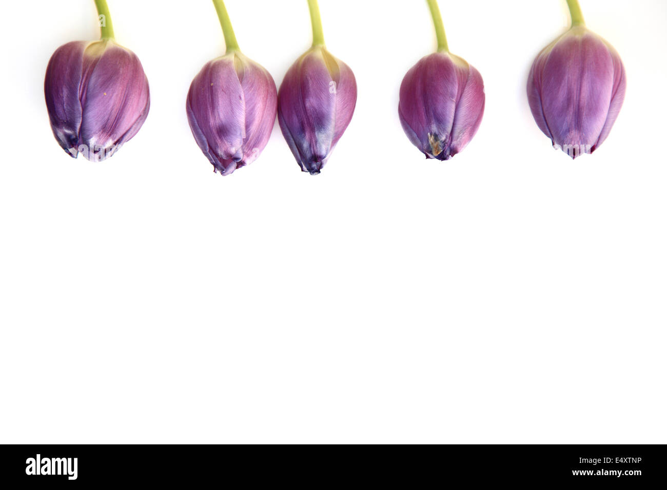Border of purple tulips Stock Photo - Alamy