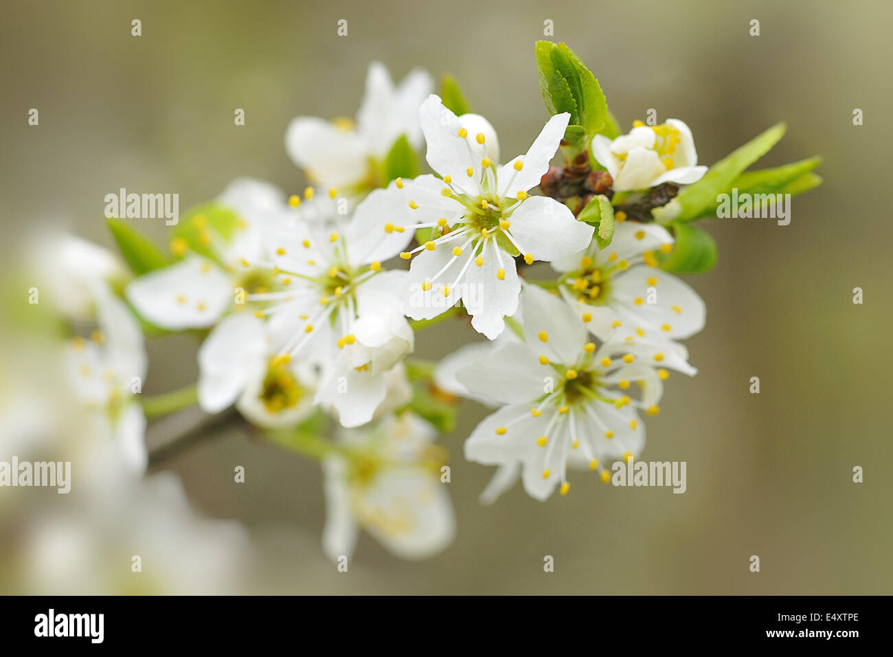Prunus strauch hi-res stock photography and images - Alamy