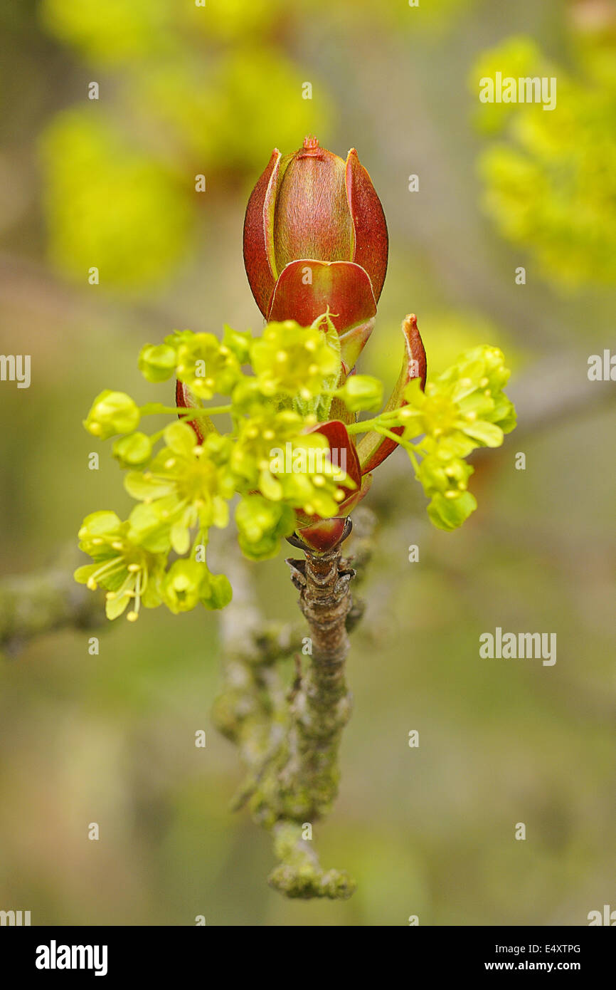 Ahornarten hi-res stock photography and images - Alamy