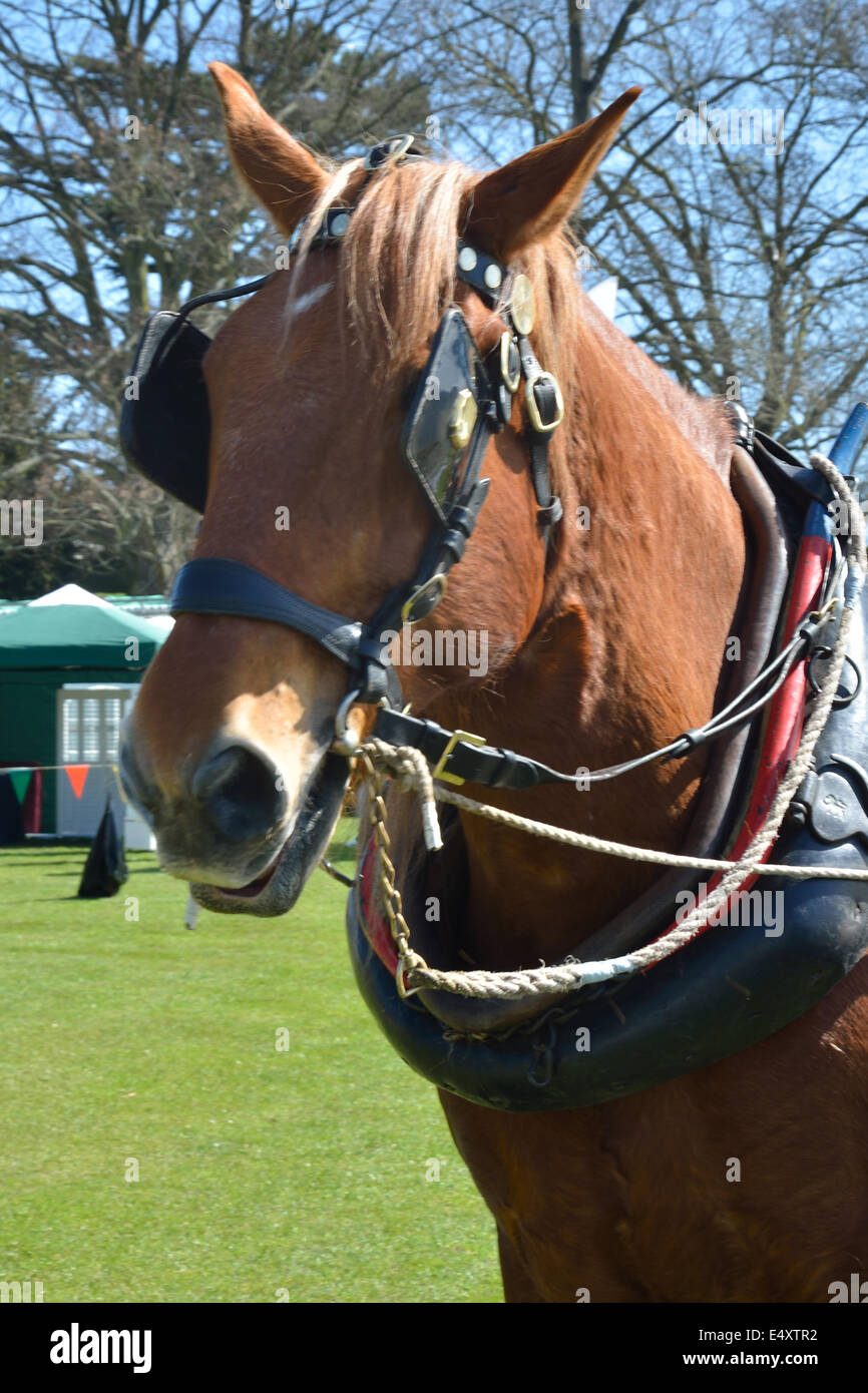 Suffolk Punch Shire Horse High Resolution Stock Photography and Images ...
