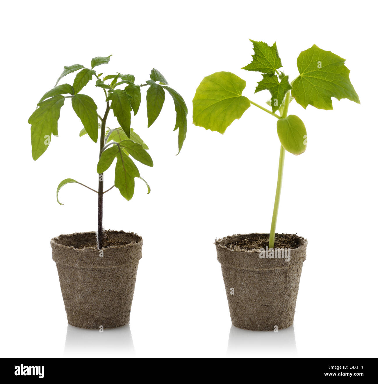 Young tomato plants growing vegetable Cut Out Stock Images & Pictures ...