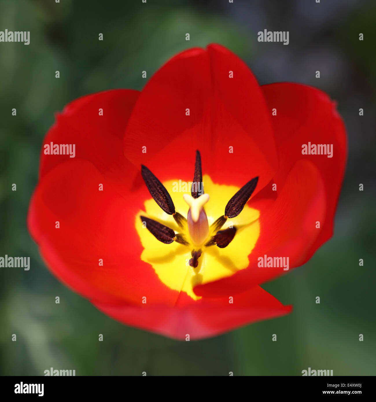 Inside of a beautiful red tulip Stock Photo - Alamy