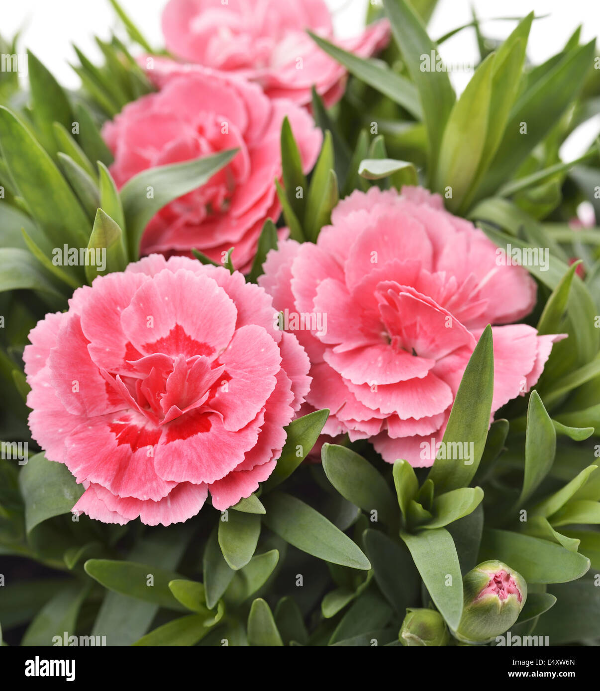 Closeup pink carnations hi-res stock photography and images - Alamy