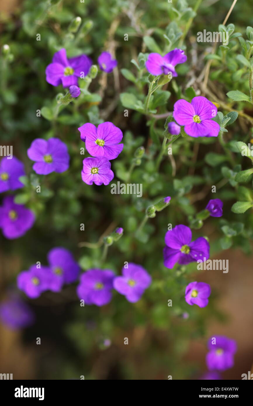 Voilet flower hi-res stock photography and images - Alamy