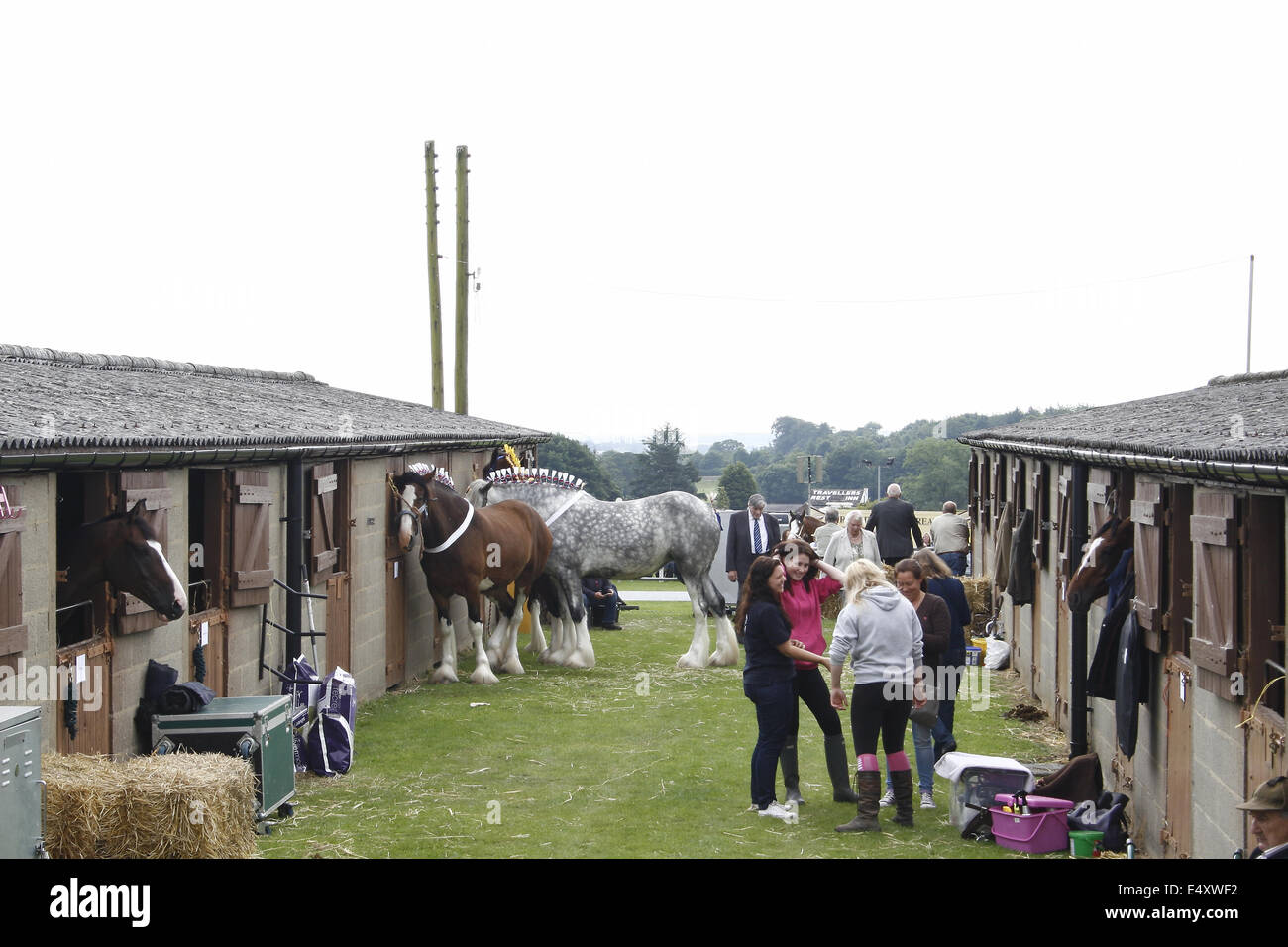stables at Great Yorkshire Show, Harrogate, Yorkshire, UK Stock Photo ...