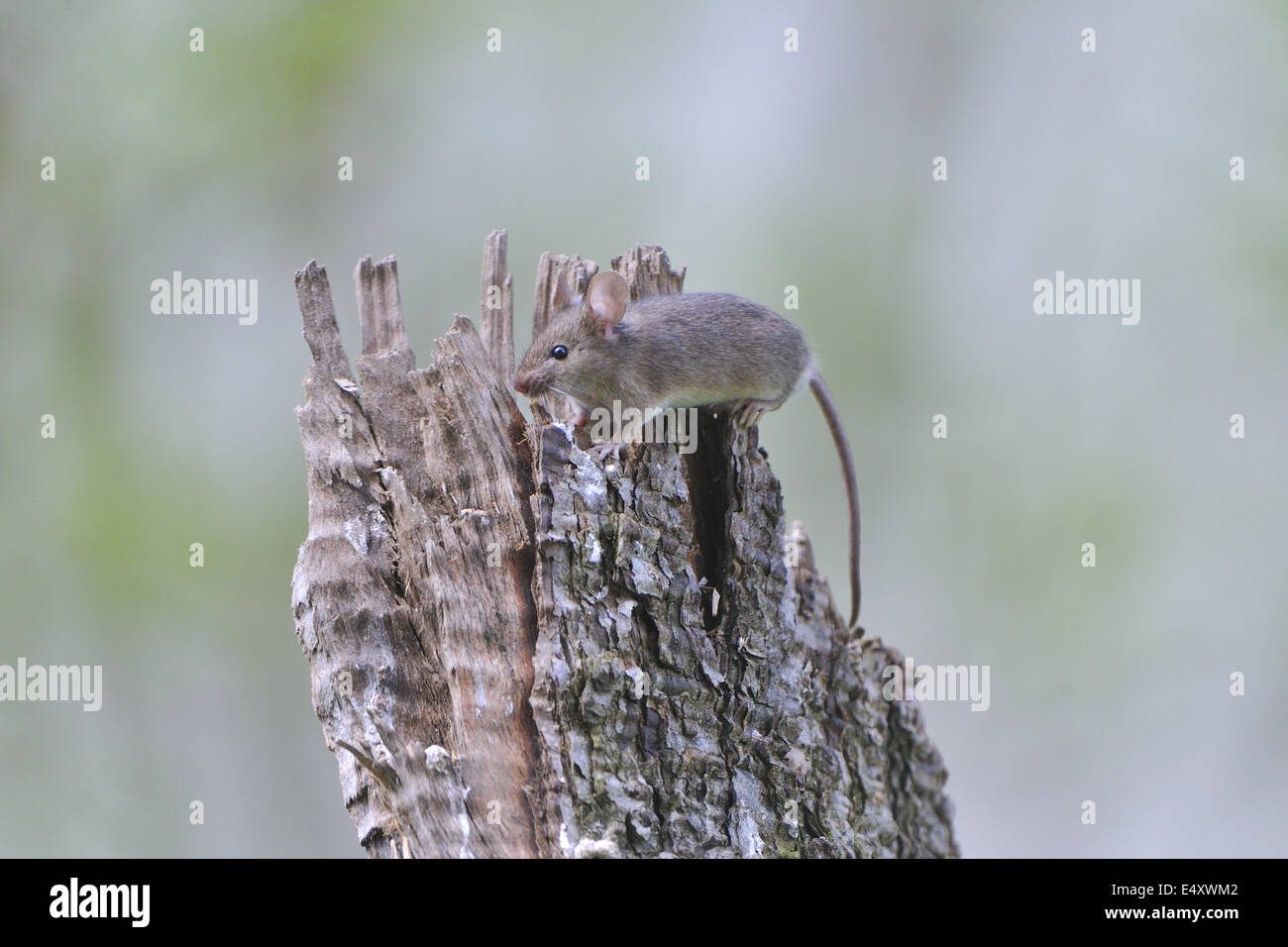 Murinae hi-res stock photography and images - Alamy