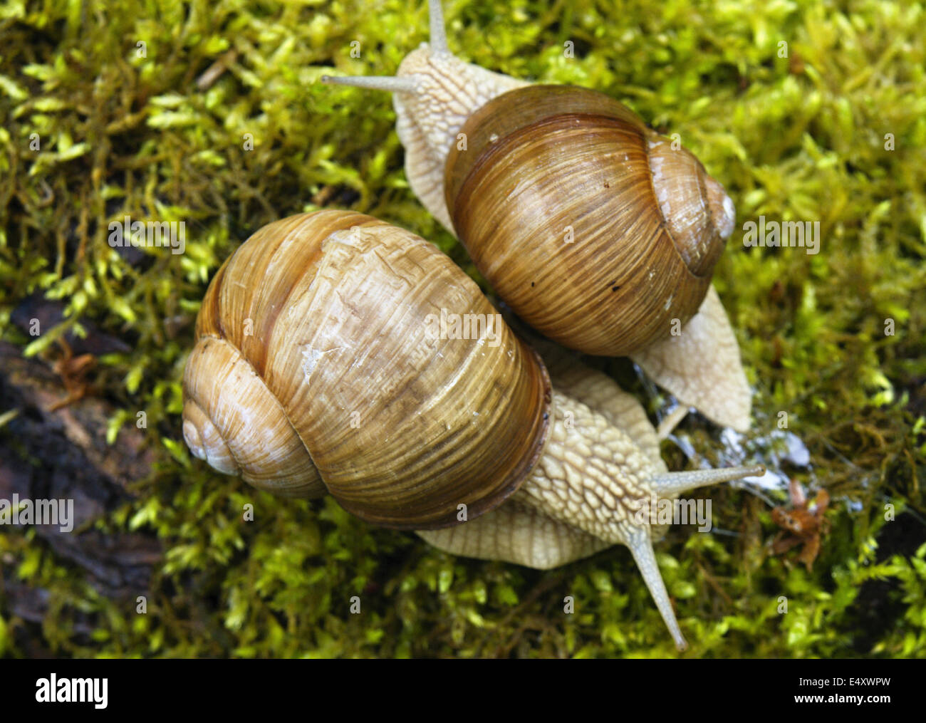 Mech snail hi-res stock photography and images - Alamy