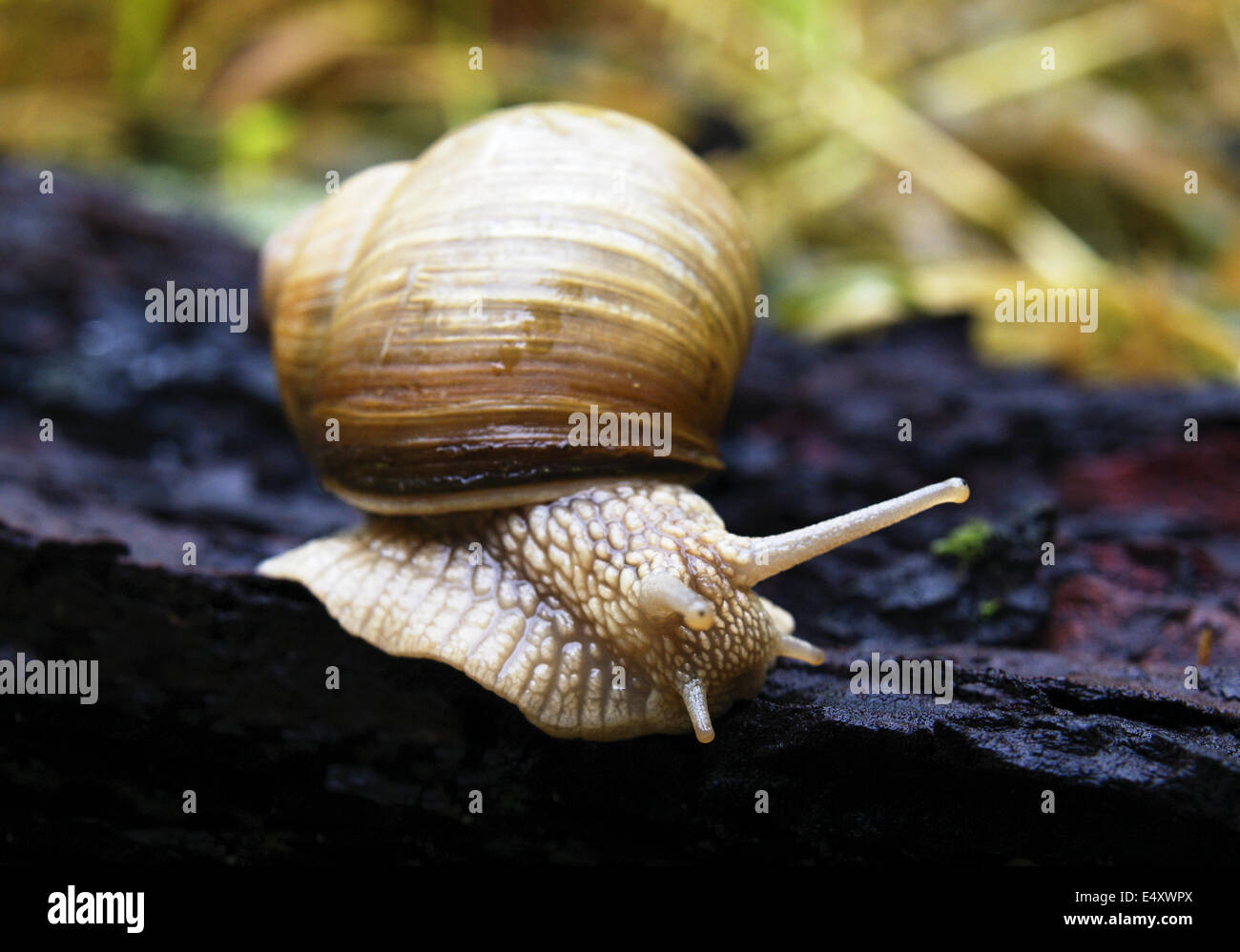 snail Helix pomatia Stock Photo - Alamy