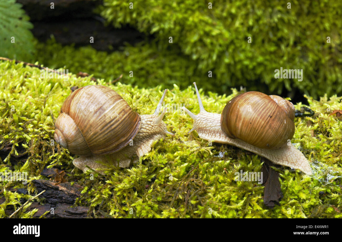 snails Helix pomatia Stock Photo - Alamy