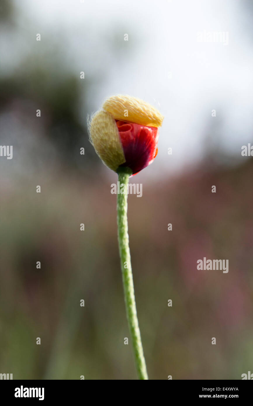 Poppy on the Great walk of Saint James, Jakobsweg, Camino de Santiago ...