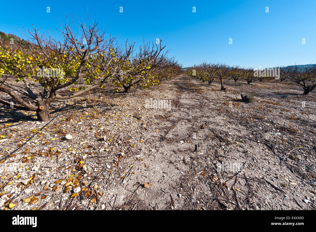Fruit trees plantation hi-res stock photography and images - Alamy