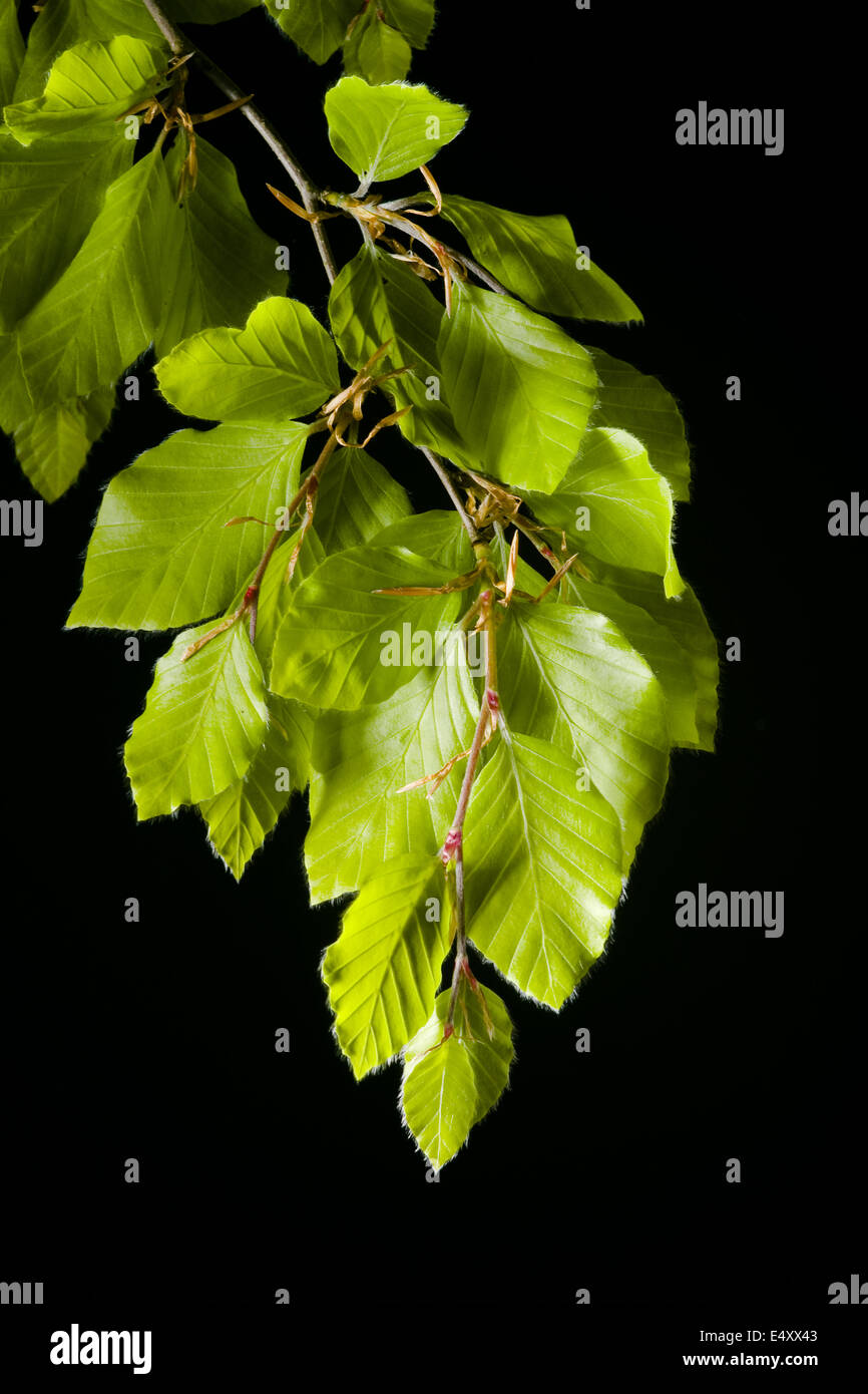 Black beech tree hi-res stock photography and images - Alamy