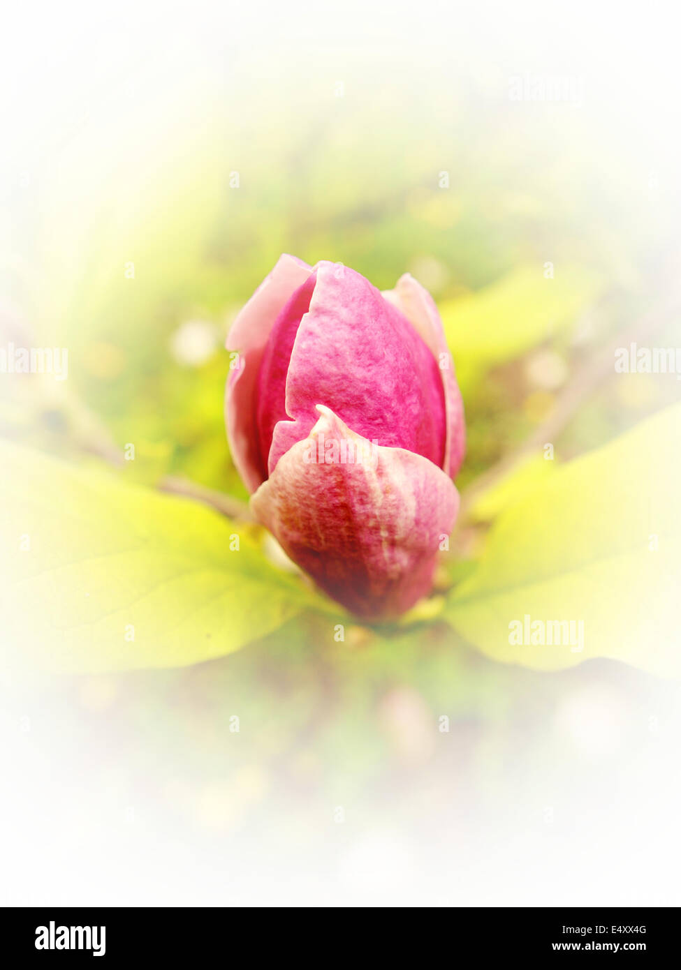 Magnolia soulangiana Cut Out Stock Images & Pictures - Alamy