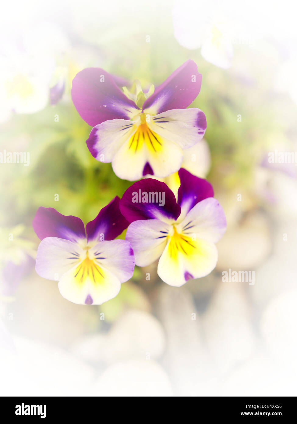 Pensee flower hi-res stock photography and images - Alamy