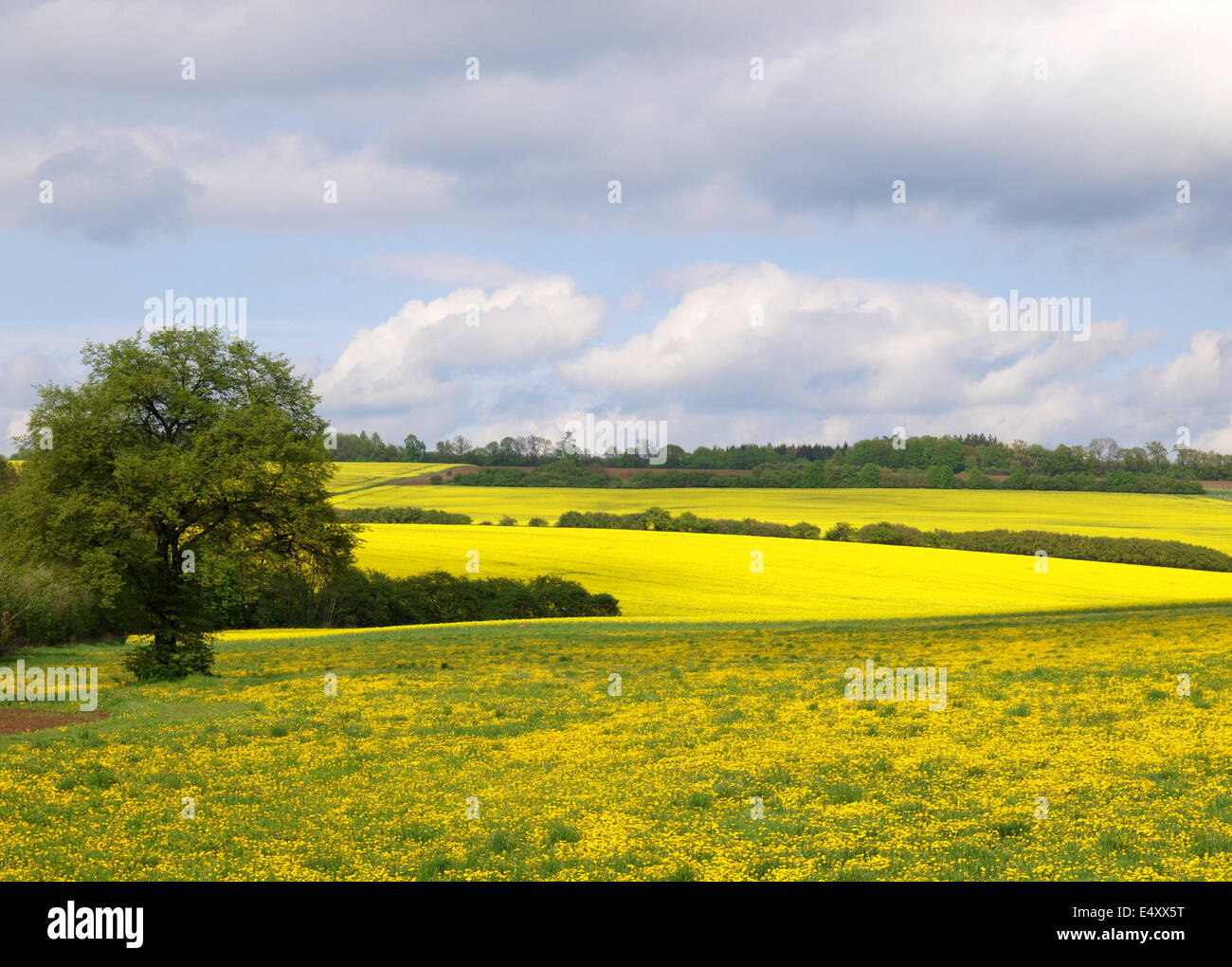 Dandelion field hi-res stock photography and images - Alamy