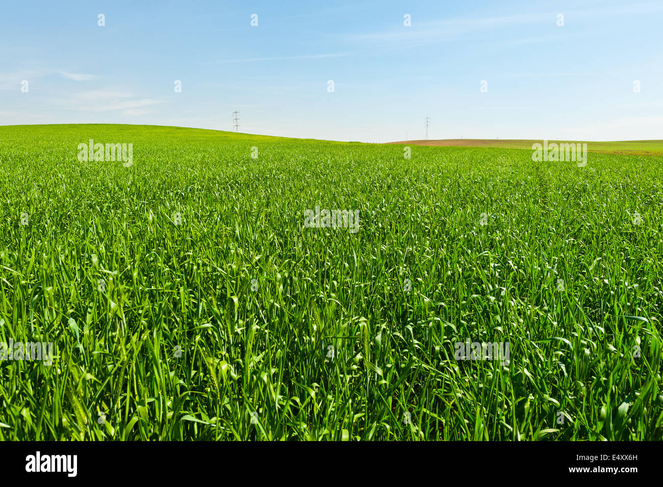 Field in Israel Stock Photo - Alamy