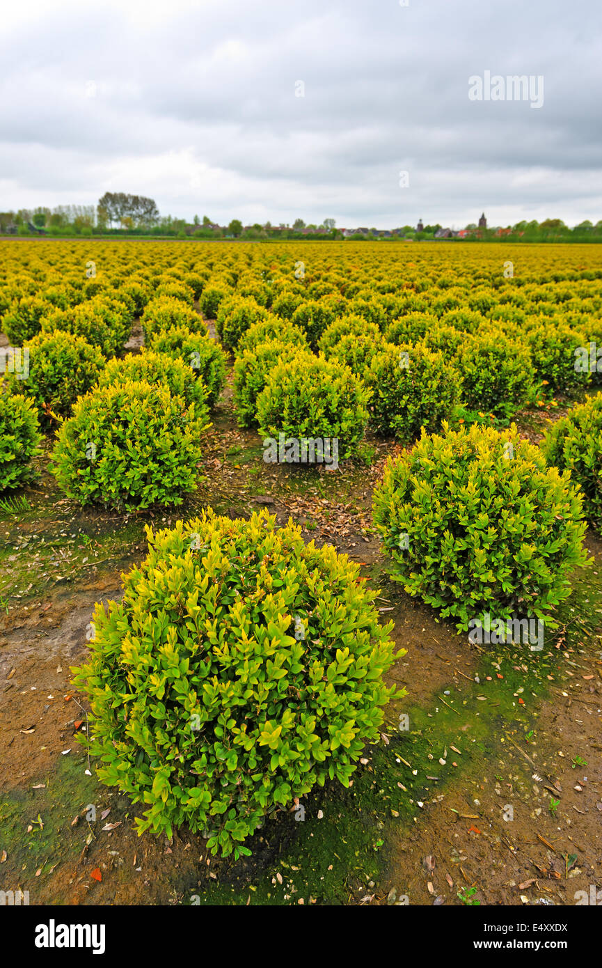 Wet bushes hi-res stock photography and images - Alamy