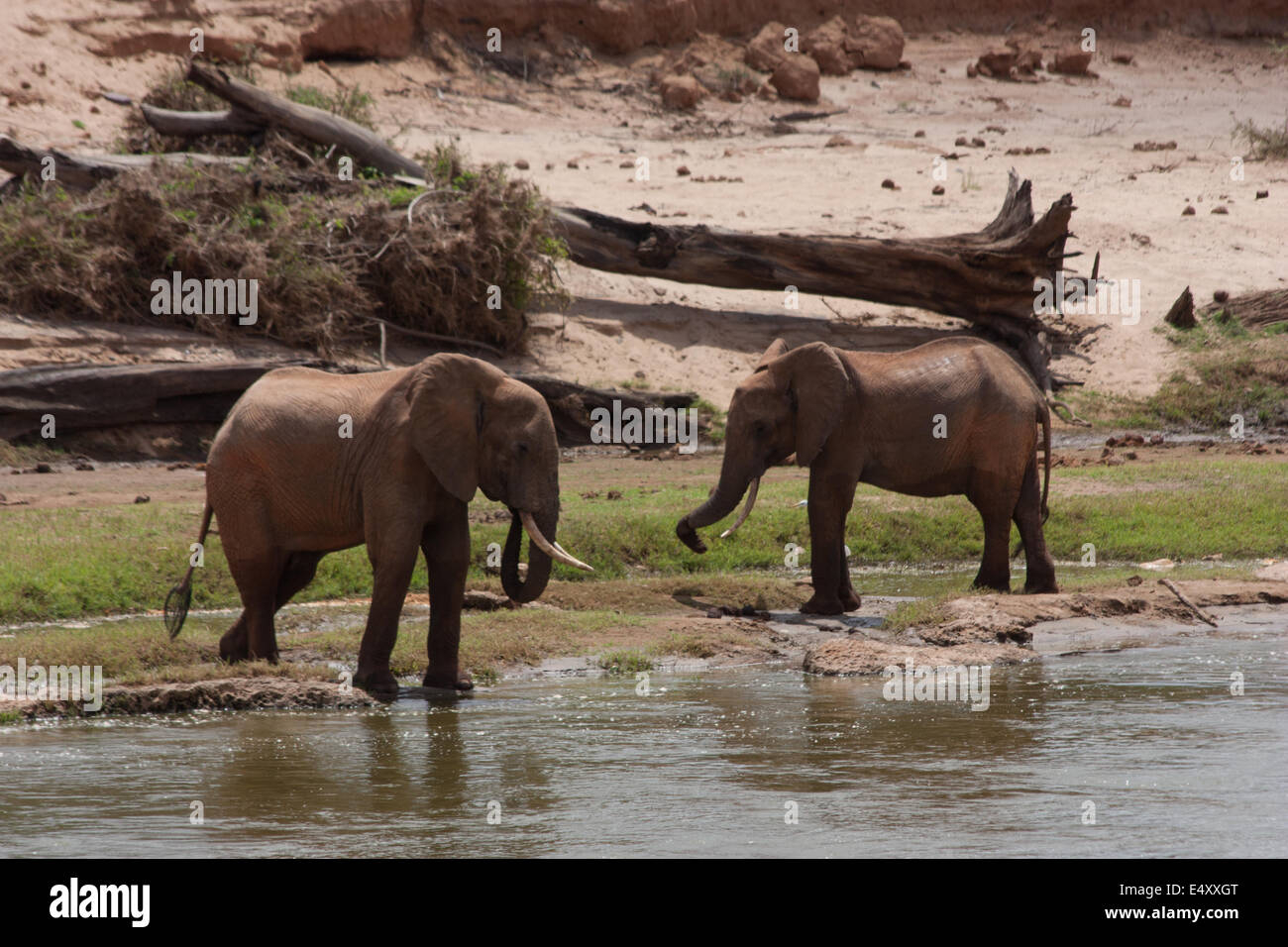 Elephants couple in Kenya Stock Photo - Alamy