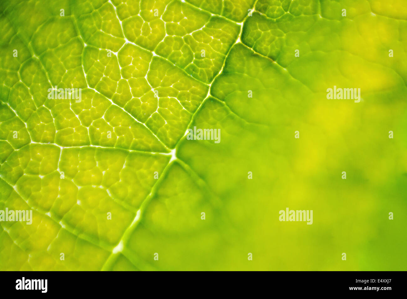 Leaf greenery lush macro botanical hi-res stock photography and images ...