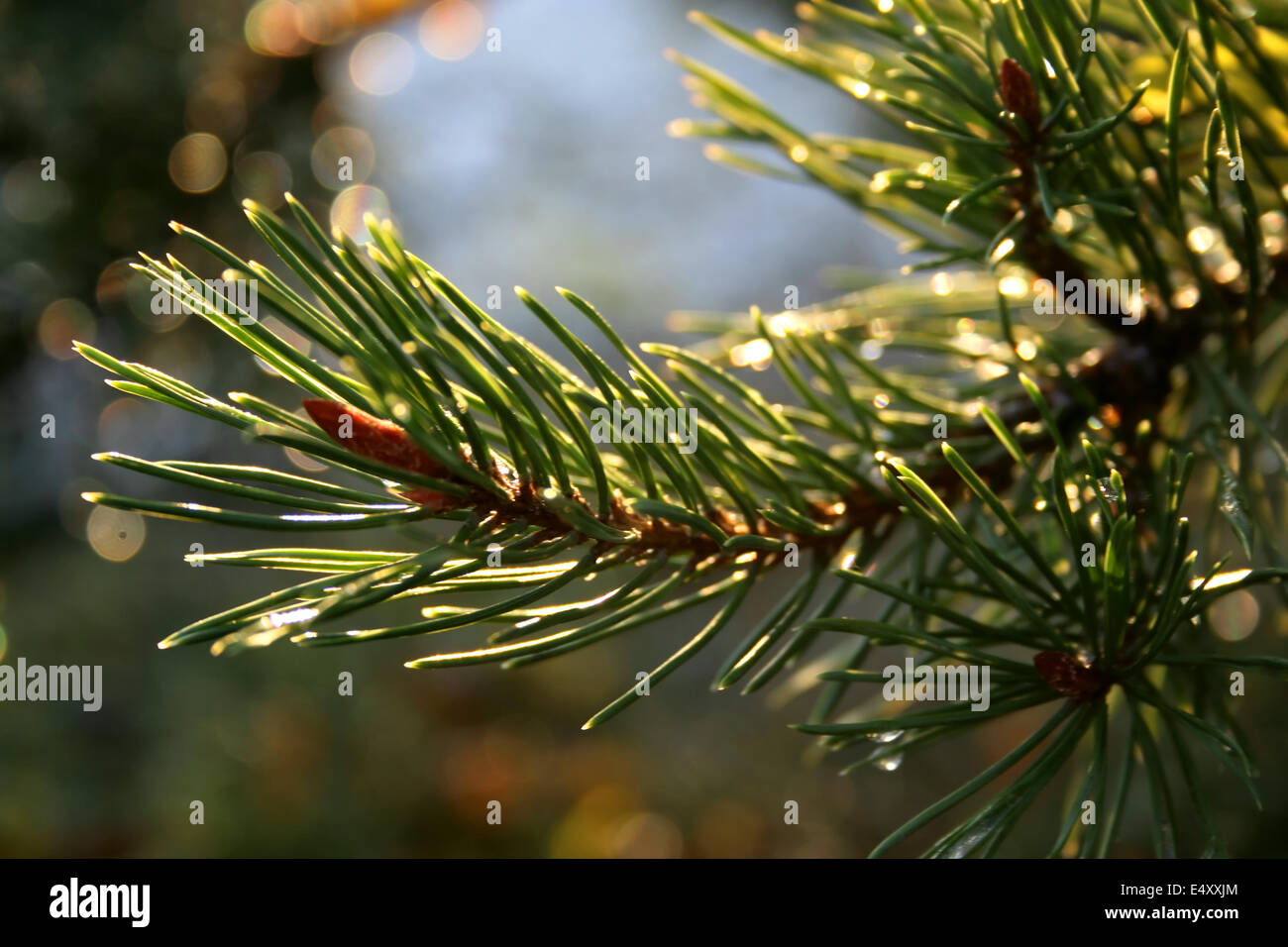 Pine cone pattern hi-res stock photography and images - Alamy
